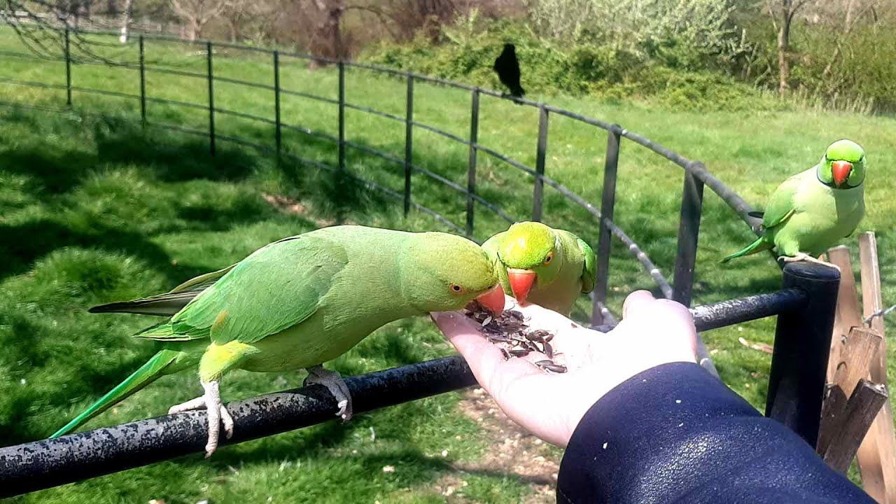 Wild ringneck parakeets fight with squirrels over food in Hyde park ...