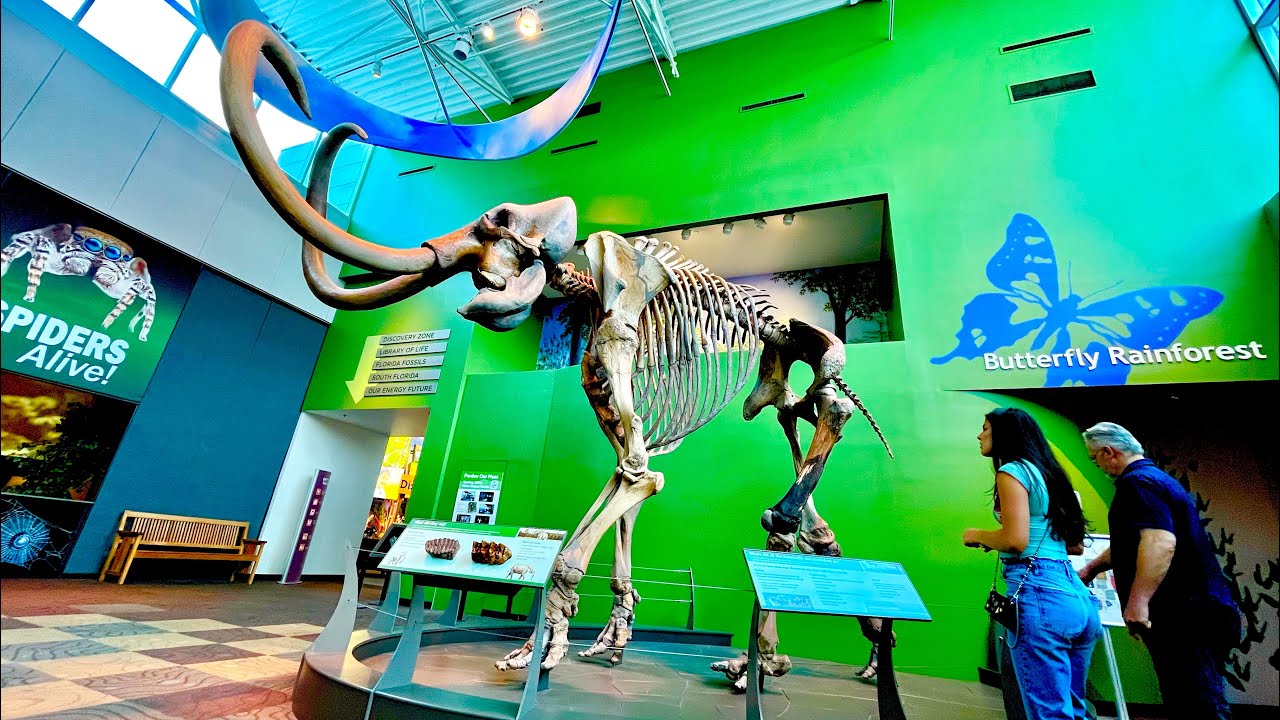 Florida Museum & Butterfly Rainforest | The Ultimate Guide! - YouTube