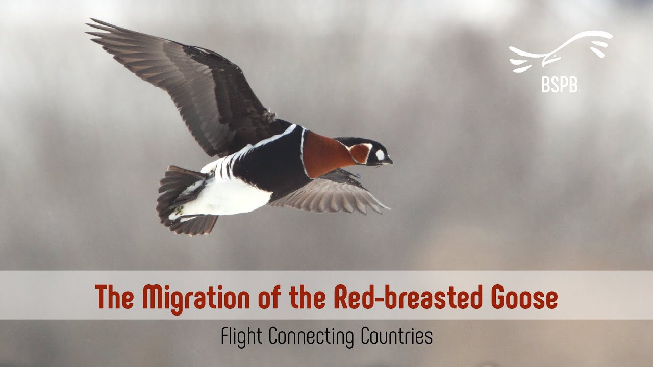 The Migration of the Red-breasted Goose - Flight Connecting Countries ...