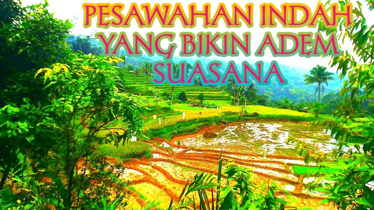 PESAWAHAN INDAH Bikin ADEM SUASANA | JALAN JALAN DI PESAWAHAN PEDESAAN ...