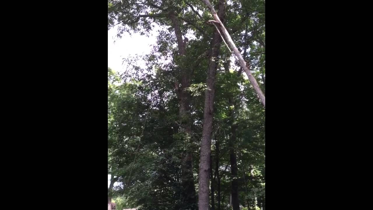 Ms660 cutting down a dead hung up oak tree - YouTube