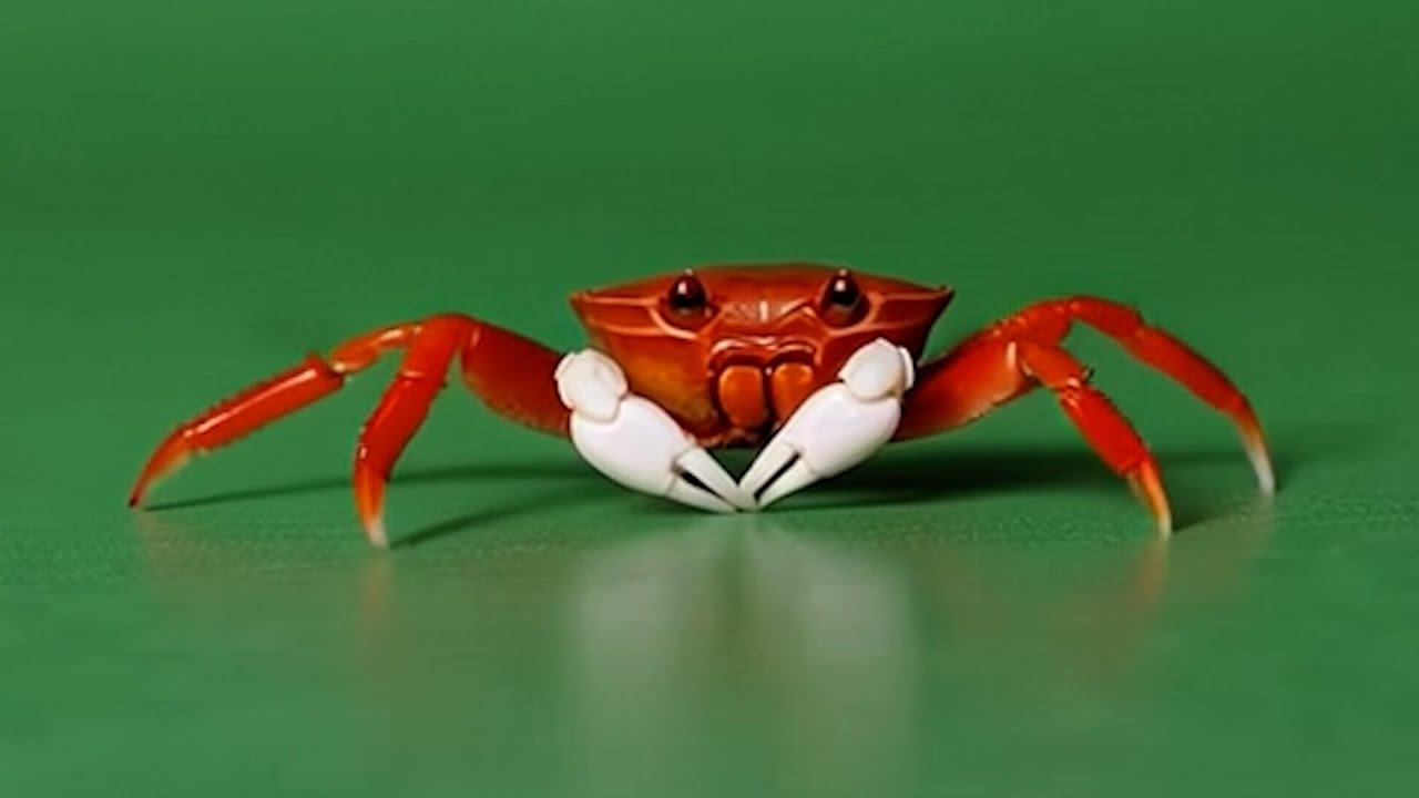 Crab – Free Green Screen VFX Loop Animation - YouTube