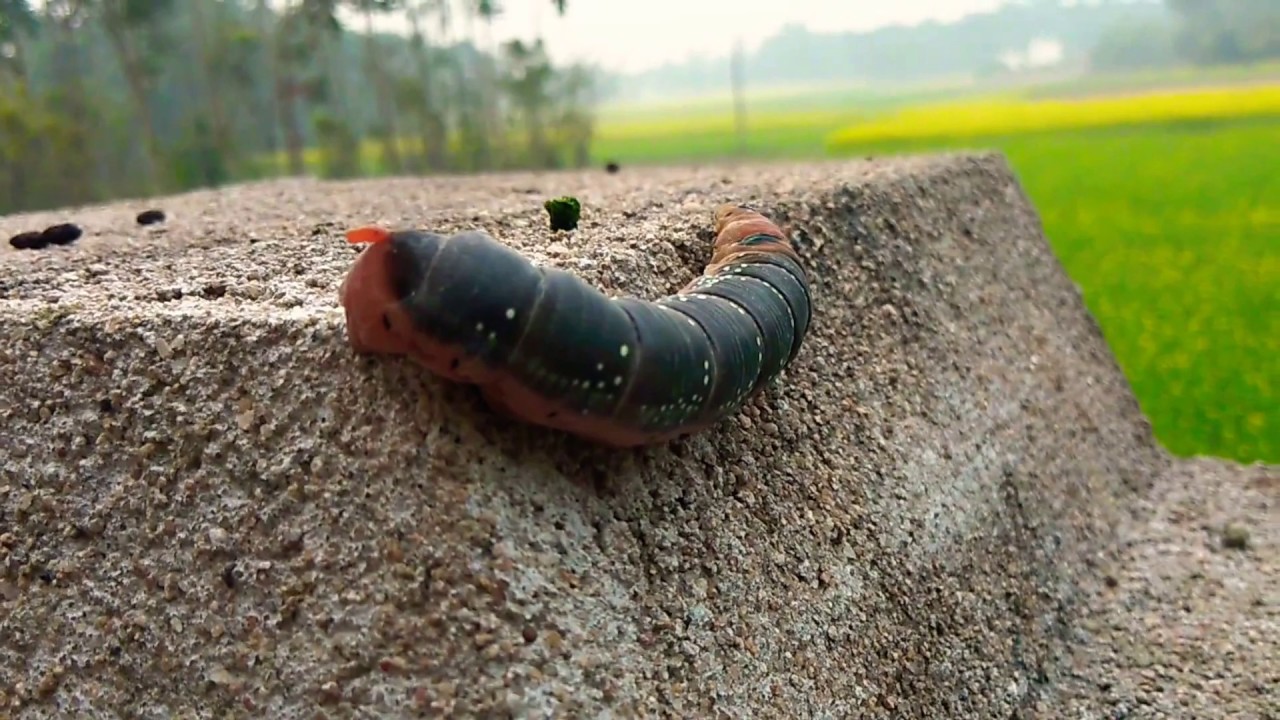 Giant Caterpillar Cenematic Shot Before Releasing - YouTube
