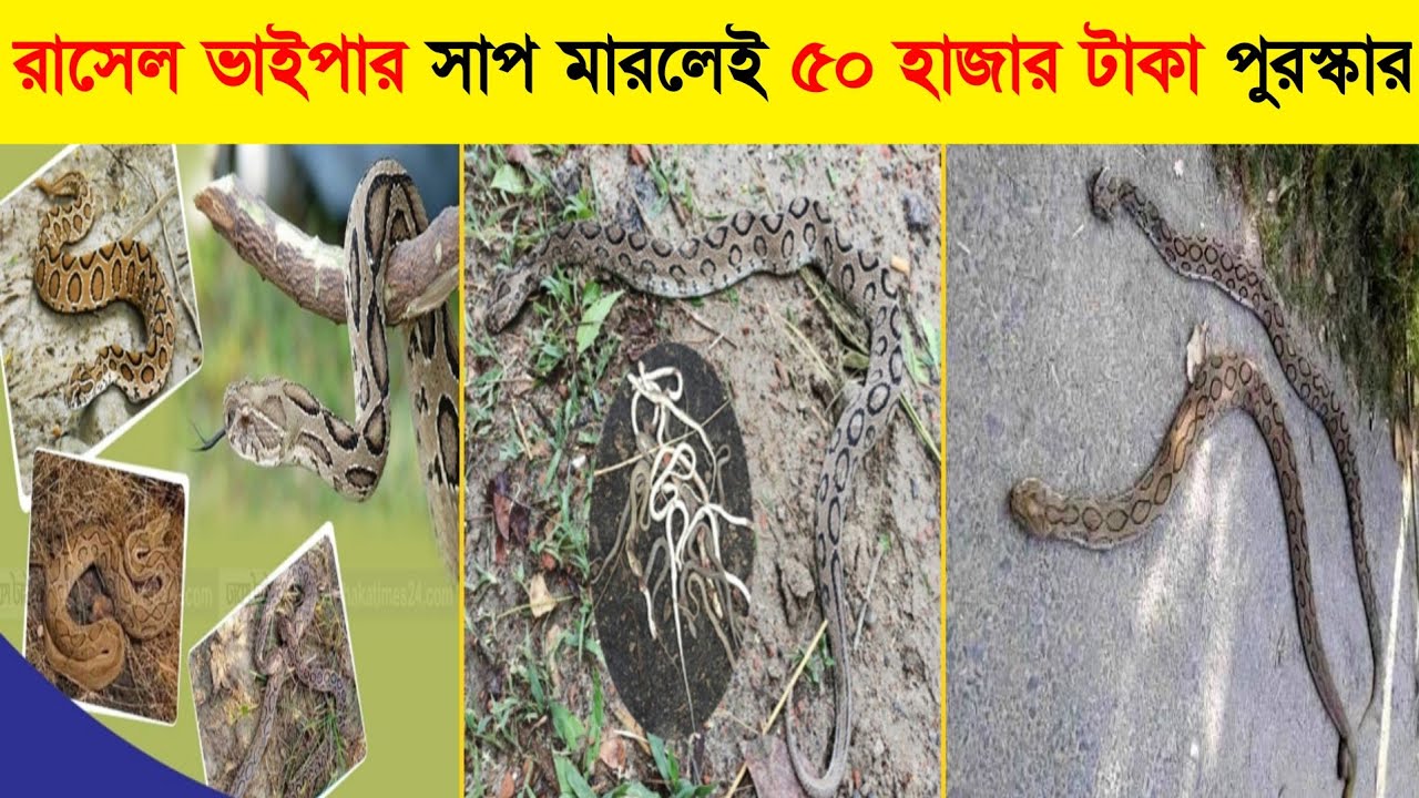 রাসেল ভাইপার সাপ মারলেই ৫০ হাজার টাকা পুরস্কার | Russell Viper snake ...