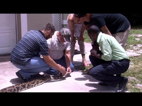 16-foot Burmese Python found dead on US-41 in Ochopee - YouTube