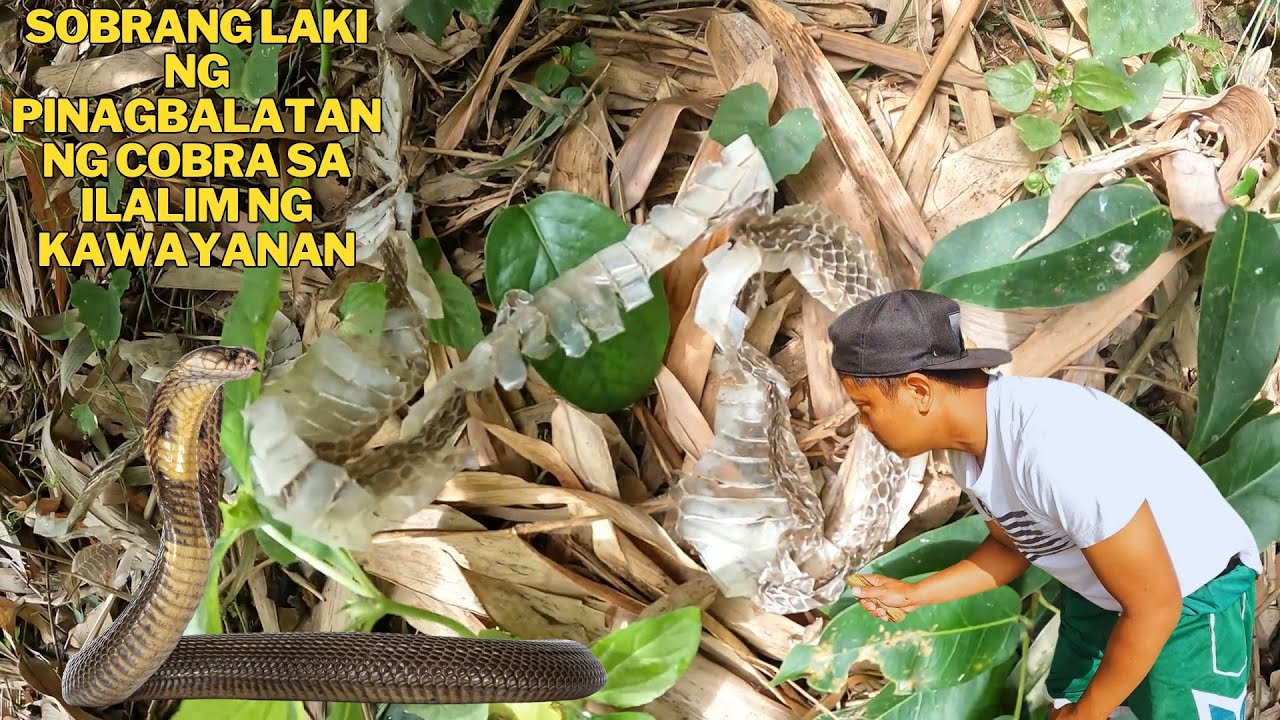 Paglilinis ng pa ilog ng palayan at may umaaligid na cobra sa paligid ...