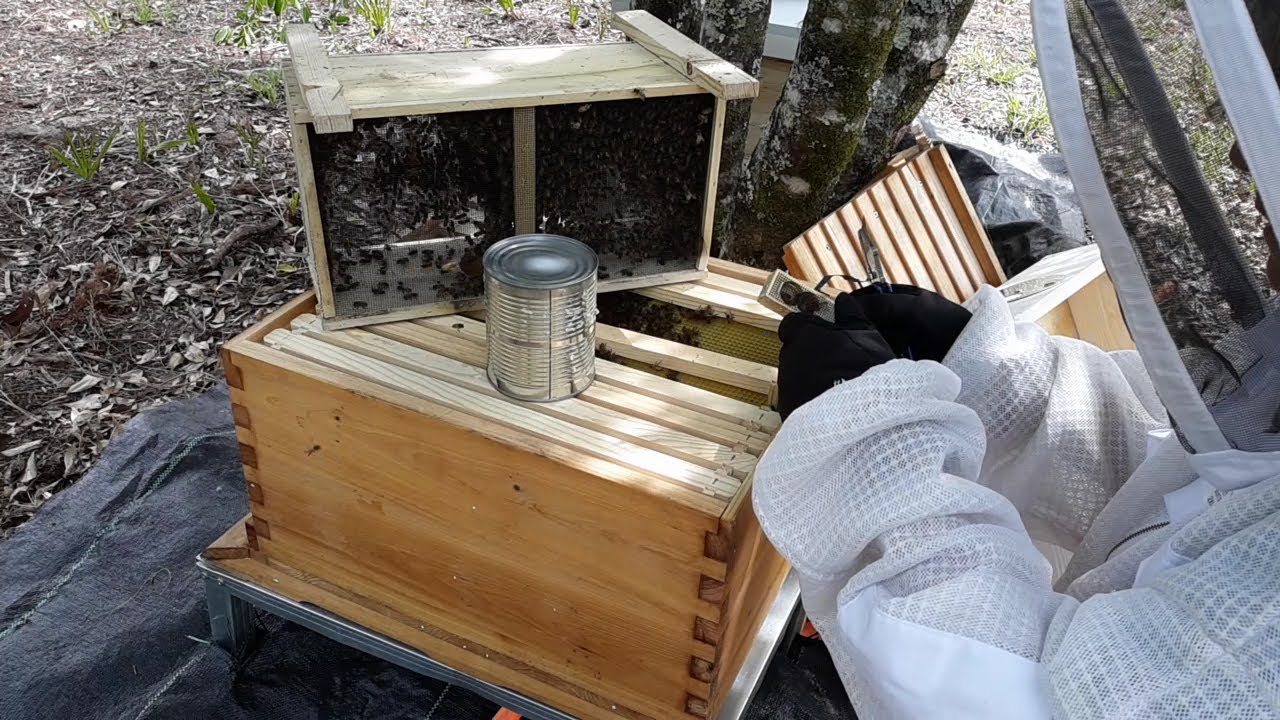 Bee package released into the auto honey flow hive bottom deep box~How ...
