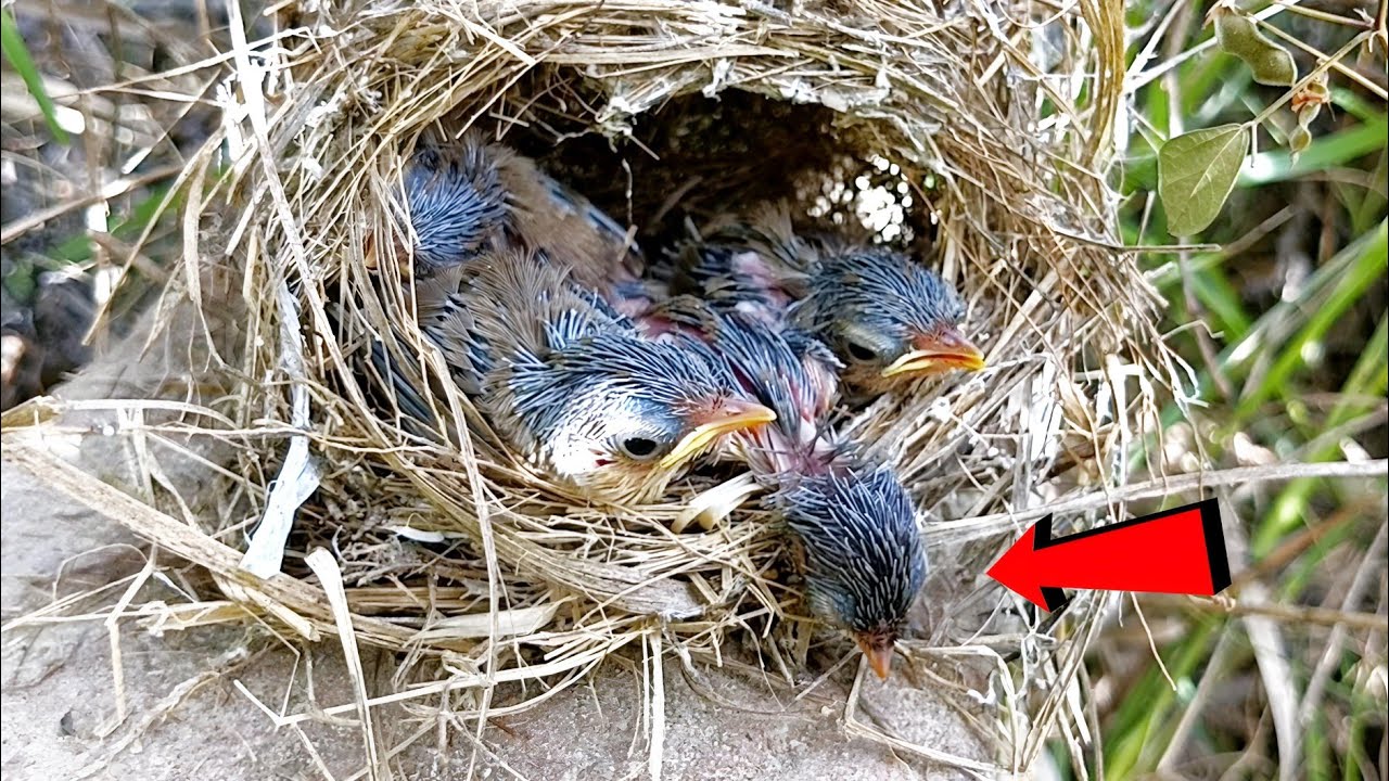 What happened to the baby Great Reed Warbler? @AnimalsandBirds107 - YouTube