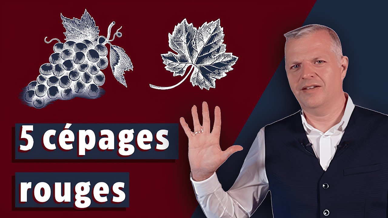 Les 5 cépages rouges les plus cultivés du monde ! - YouTube