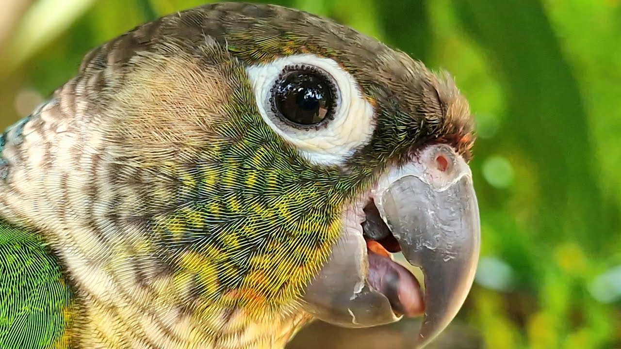 The sounds of birds and nature are relaxing : green cheek conure parrot ...