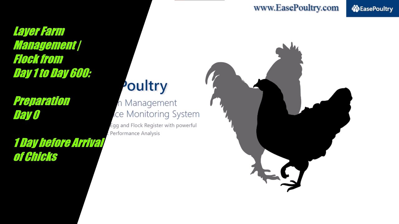 Day 0 - Preparation Day | Layer Farm Management | Flock from Day 1 to ...