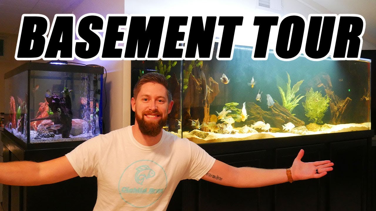 A Beautiful Basement Fish Room Tour with Many Colorful Cichlids! - YouTube