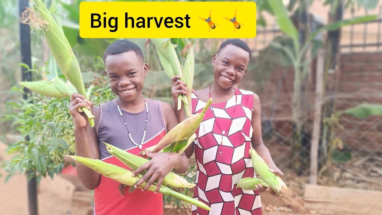 Big Harvest: Updates on our small urban garden/ Our Maize 🌽 harvest is ...