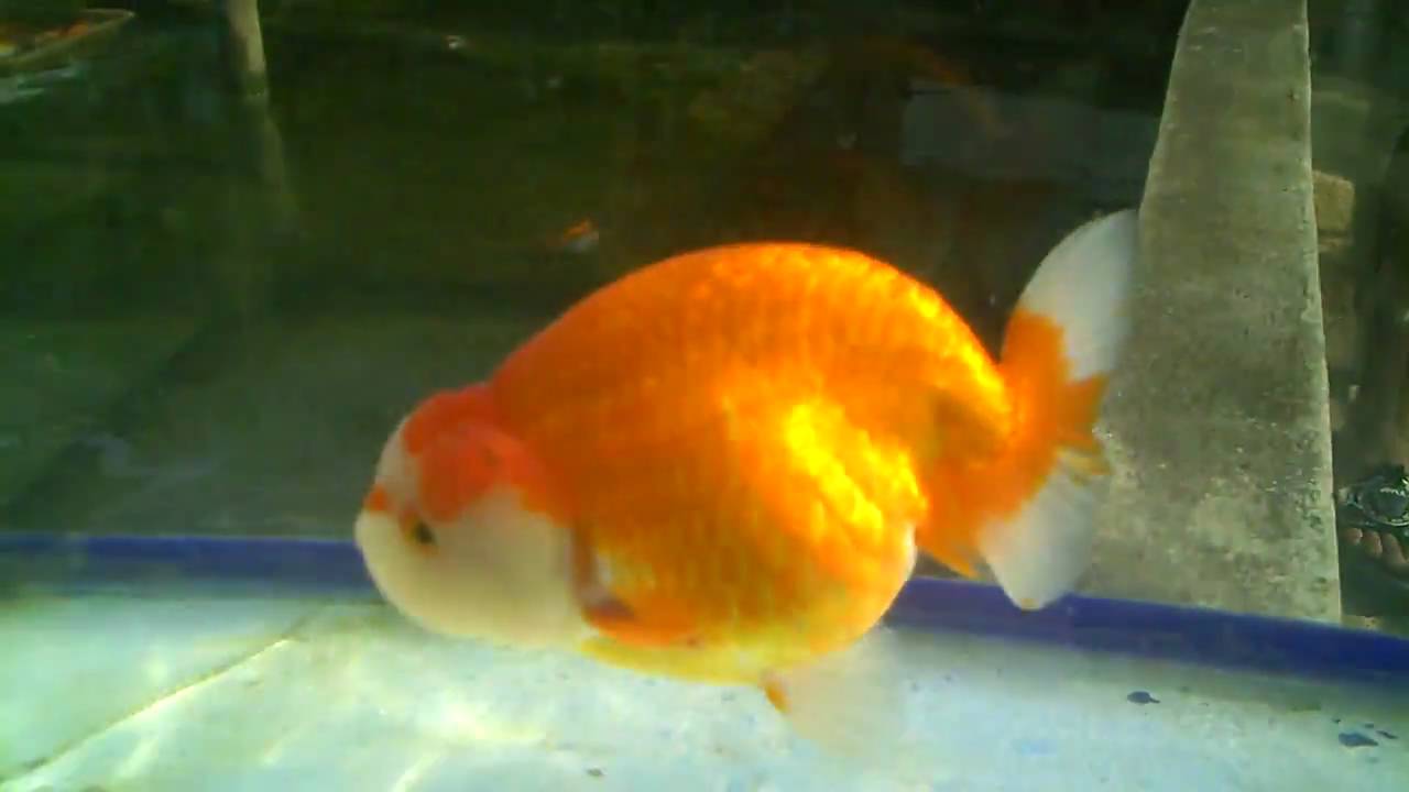 Big Ranchu - Preview - YouTube