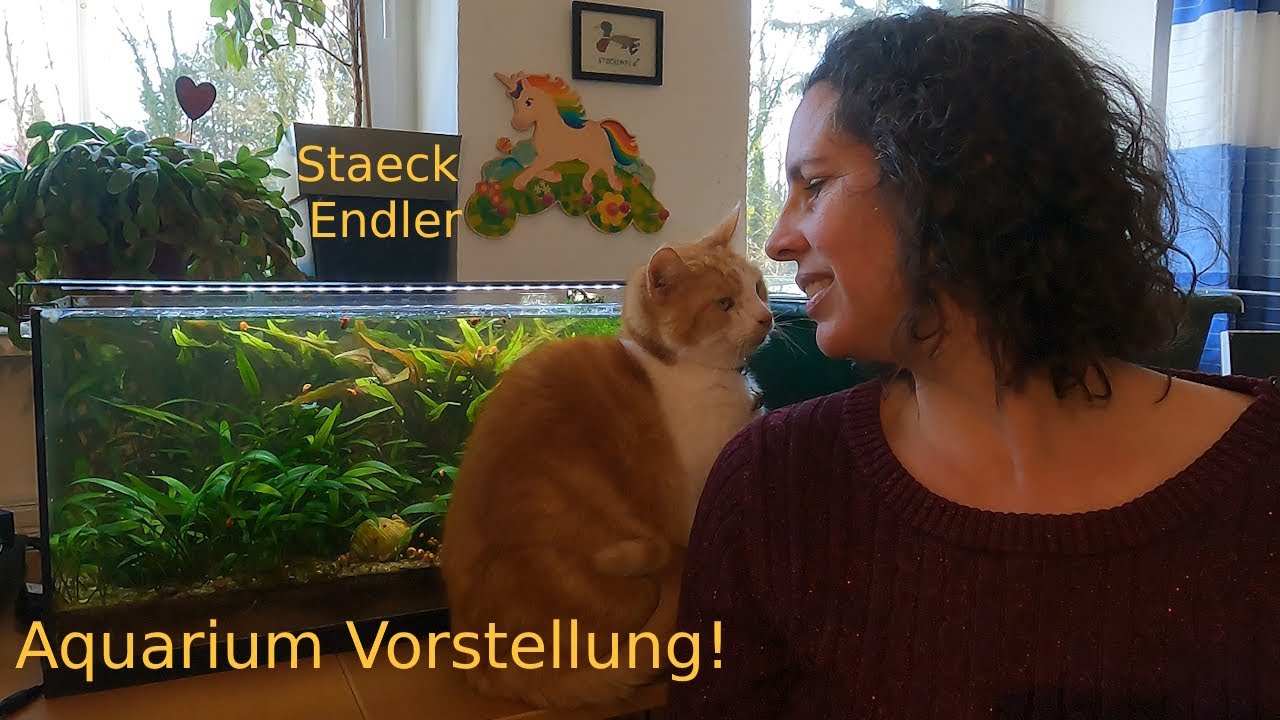 Aquarienvorstellung - Der Staeck Endler Dschungel! - YouTube