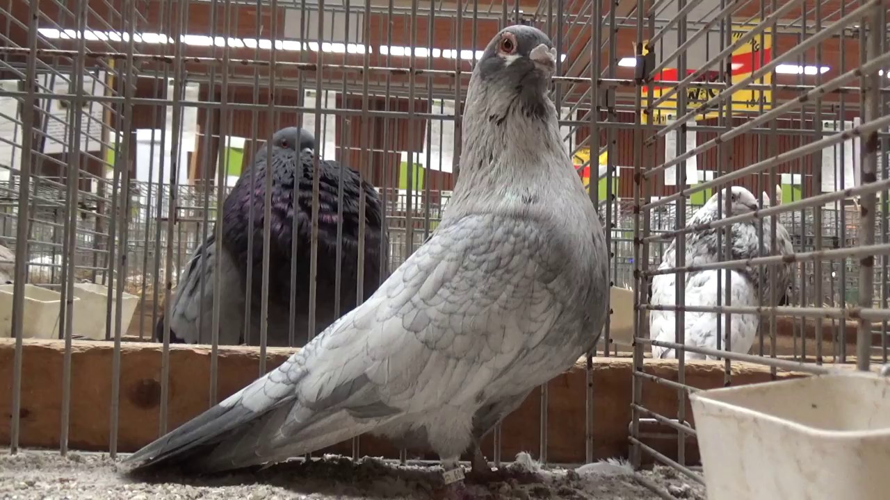 Syrian Swift (fancy pigeon) - YouTube