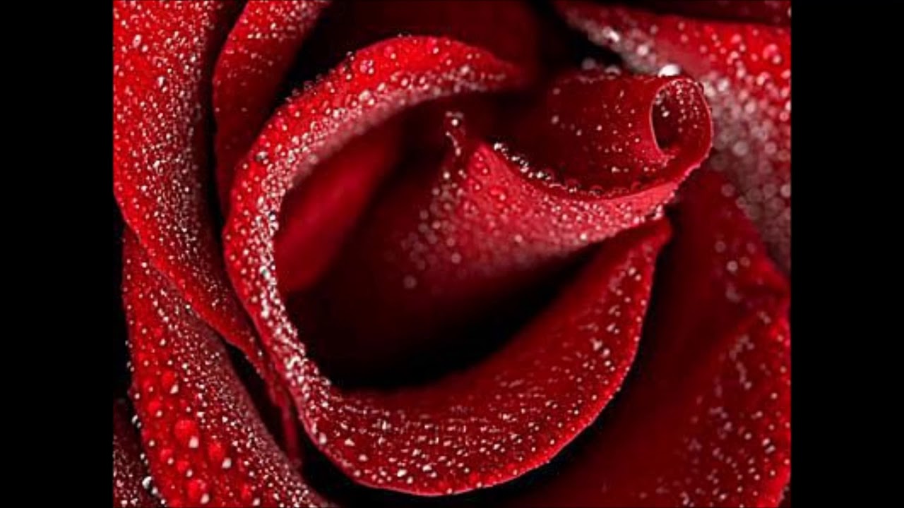 Guided Meditation: The Rose Meditation - YouTube