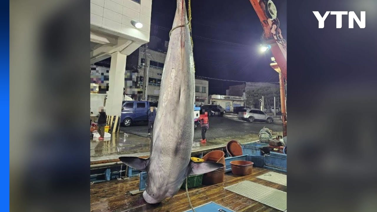 경북 울진 앞바다서 5m 밍크고래 죽은 채 발견 / YTN - YouTube