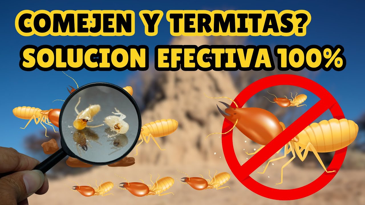 CÓMO ACABAR con LA CARCOMA, COMEJÉN, POLILLA o TERMITAS ¡ INSECTICIDA ...
