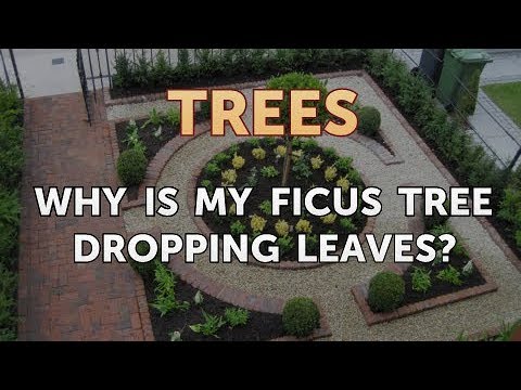 Why Is My Ficus Tree Dropping Leaves? - YouTube