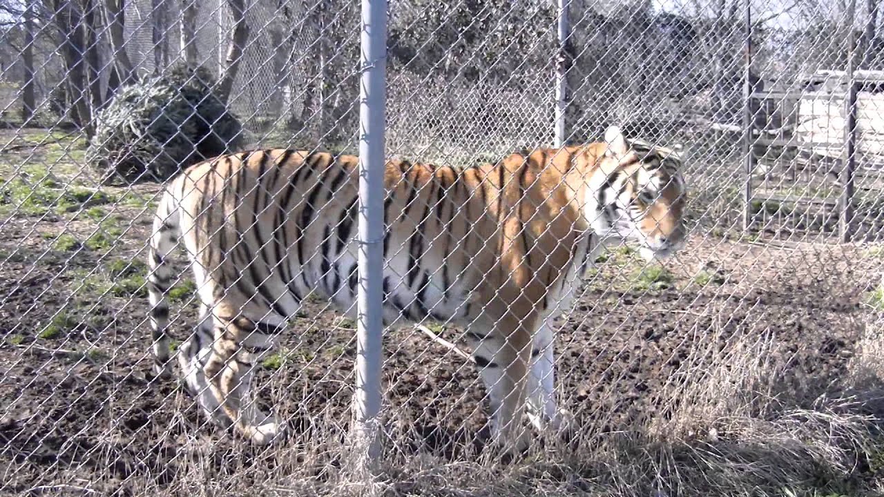 Tiger Catches Chicken in Mid Air - YouTube