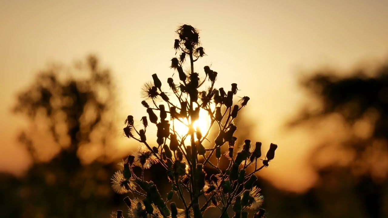 Sunset, Evening Landscape, Evening, Dusk, Plants, Nature, Background ...