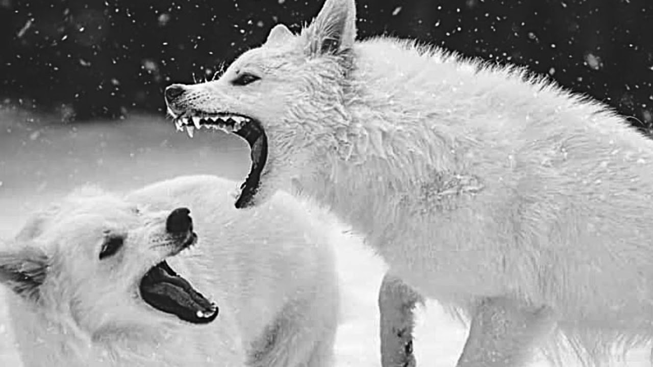 Wolf Growling / Snarling Sound Effects - YouTube