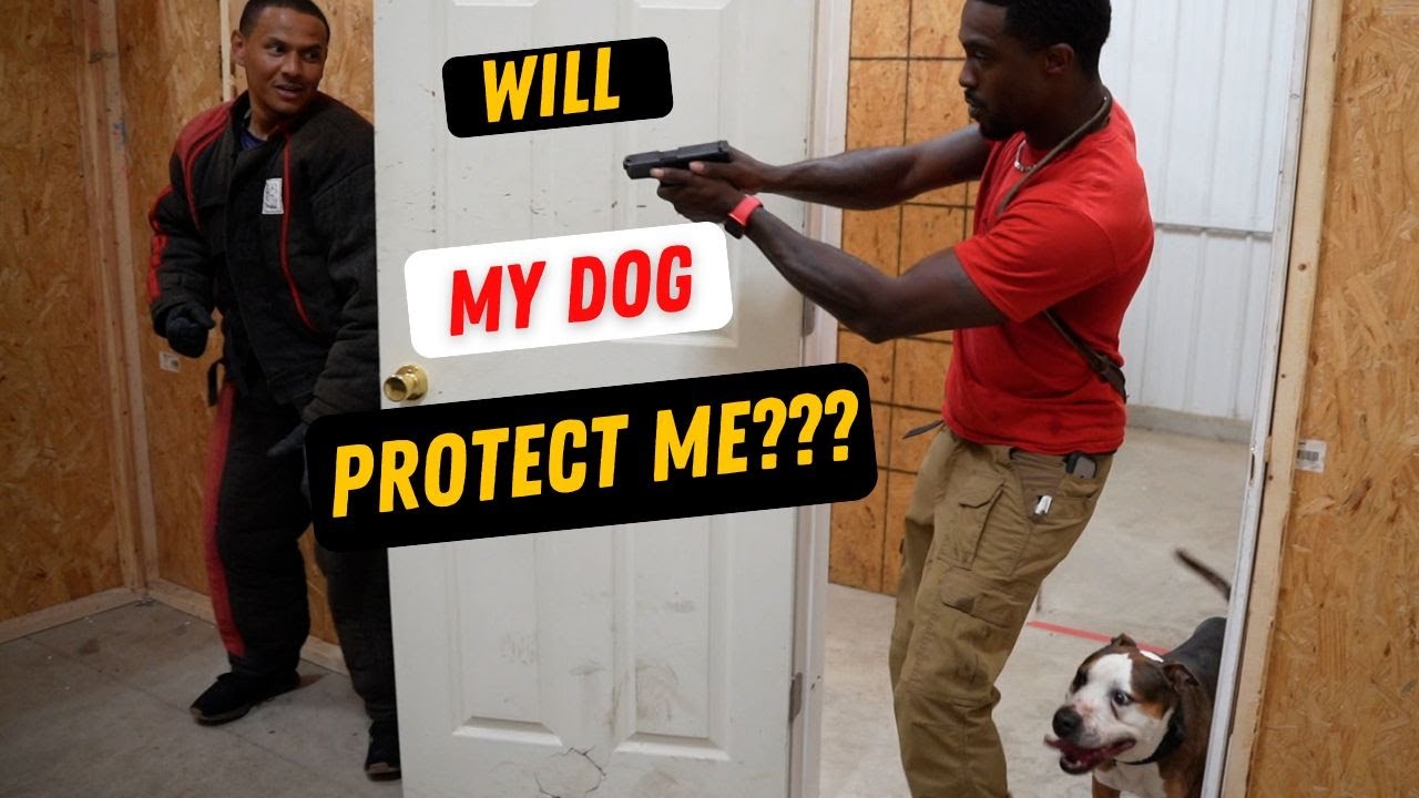 Can Your Dog Protect a Home Invasion? - YouTube