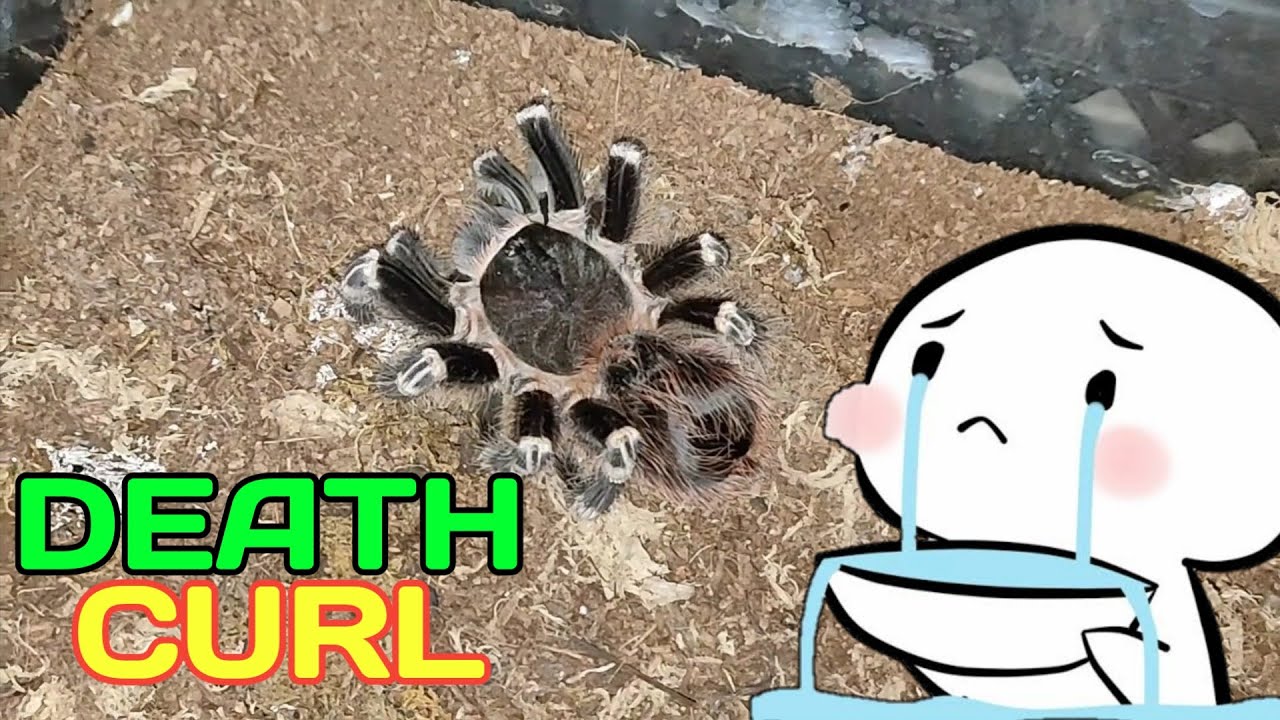 Napabayaan, namatay | Dead Tarantula | Exotic Web - YouTube