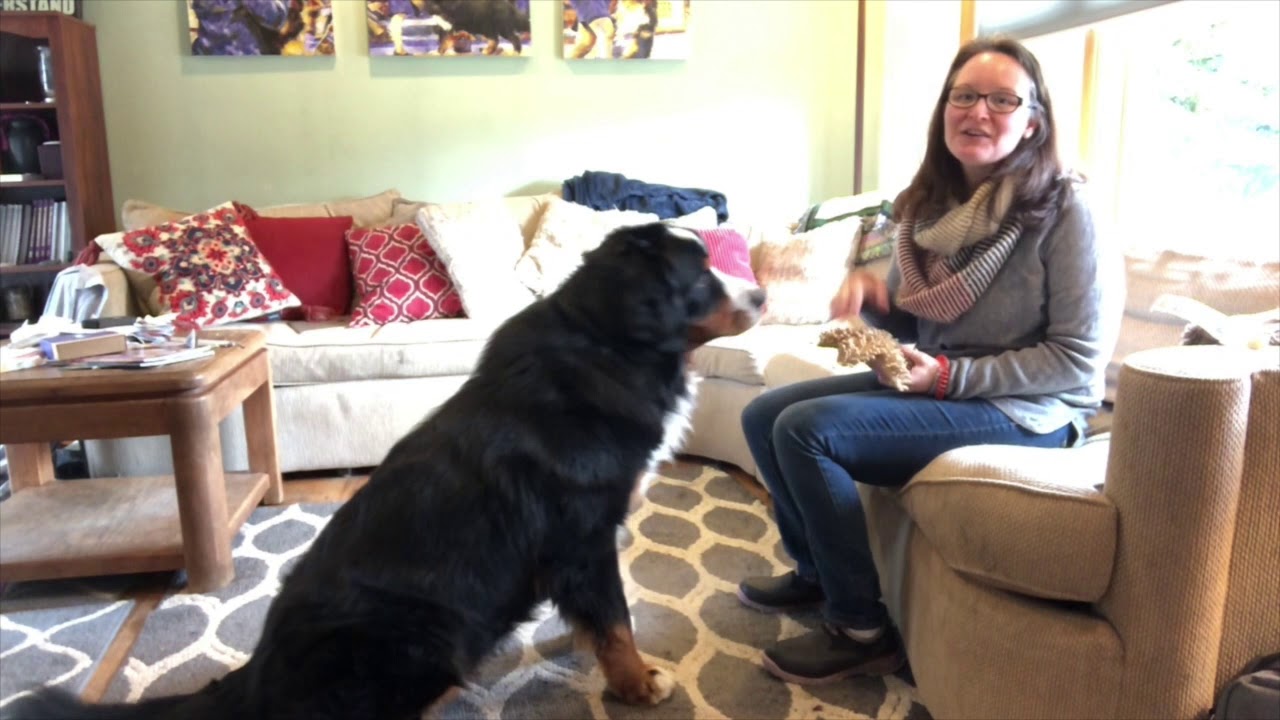 Training dogs how to fetch from the beginning. Lesson 1, in retrieving ...