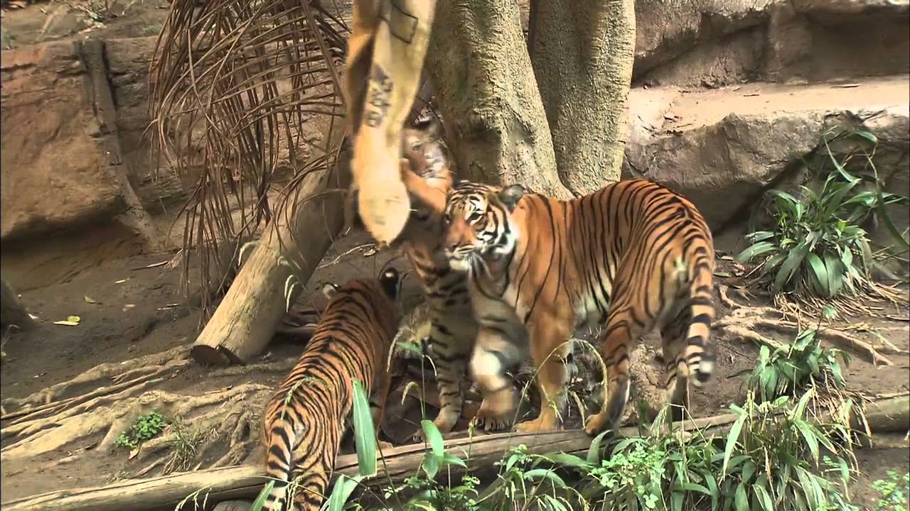 The National Animal of ASEAN Countries (No Sub,Incomplete) - YouTube