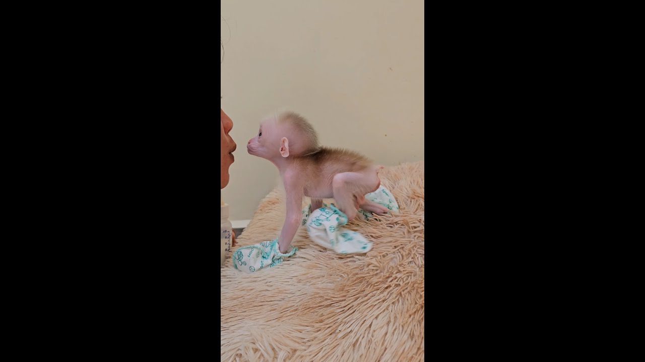 So cute tiny monkey wake up from sleep and sweet milk - YouTube