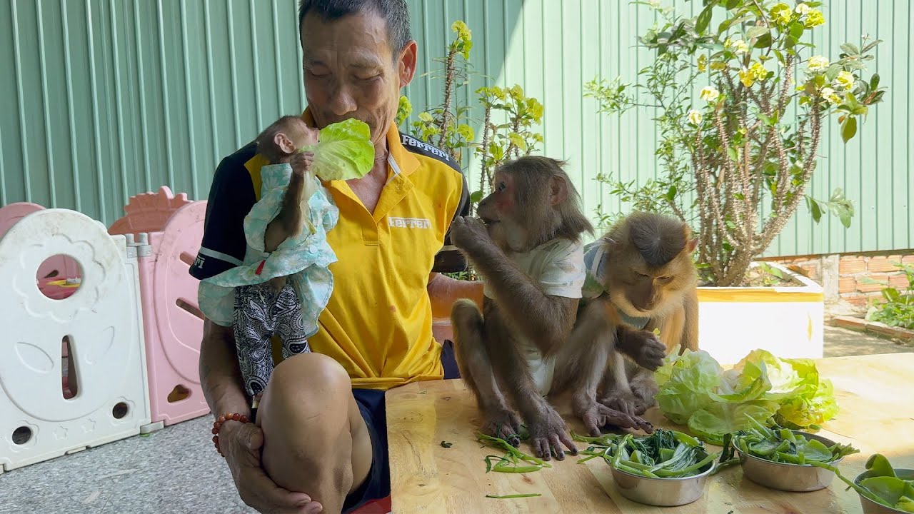 Molly the monkey kissed her grandfather to thank him for preparing ...
