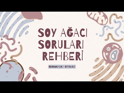 Soy Ağacı Soruları Çözüm Rehberi - #yksbiyoloji #tytbiyoloji