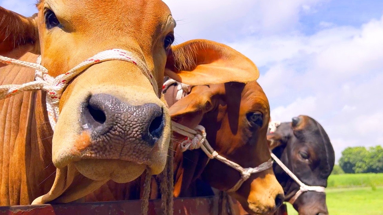 cow unloading, cow videos, cow video, animal, big cow, goru hamba cow ...