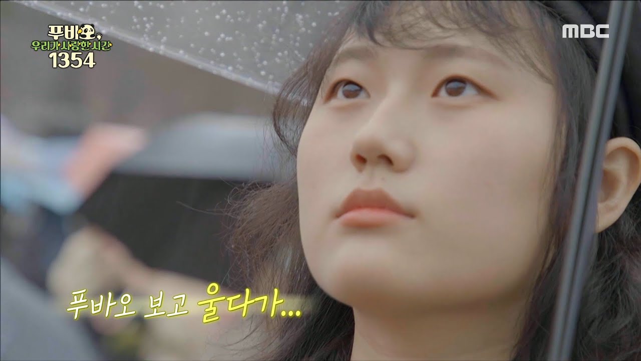 푸바오 우리가 사랑한 시간 1354 우리의 영원한 아기 판다 푸바오를 배웅하기 위해 방문한 수많은 팬들🙌 Mbc 240406 방송 Youtube
