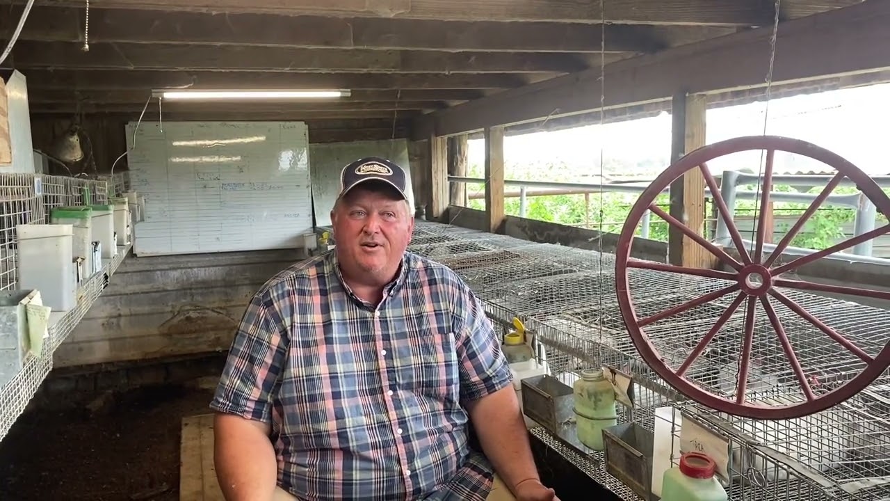 Gearing up for rabbit show season - YouTube