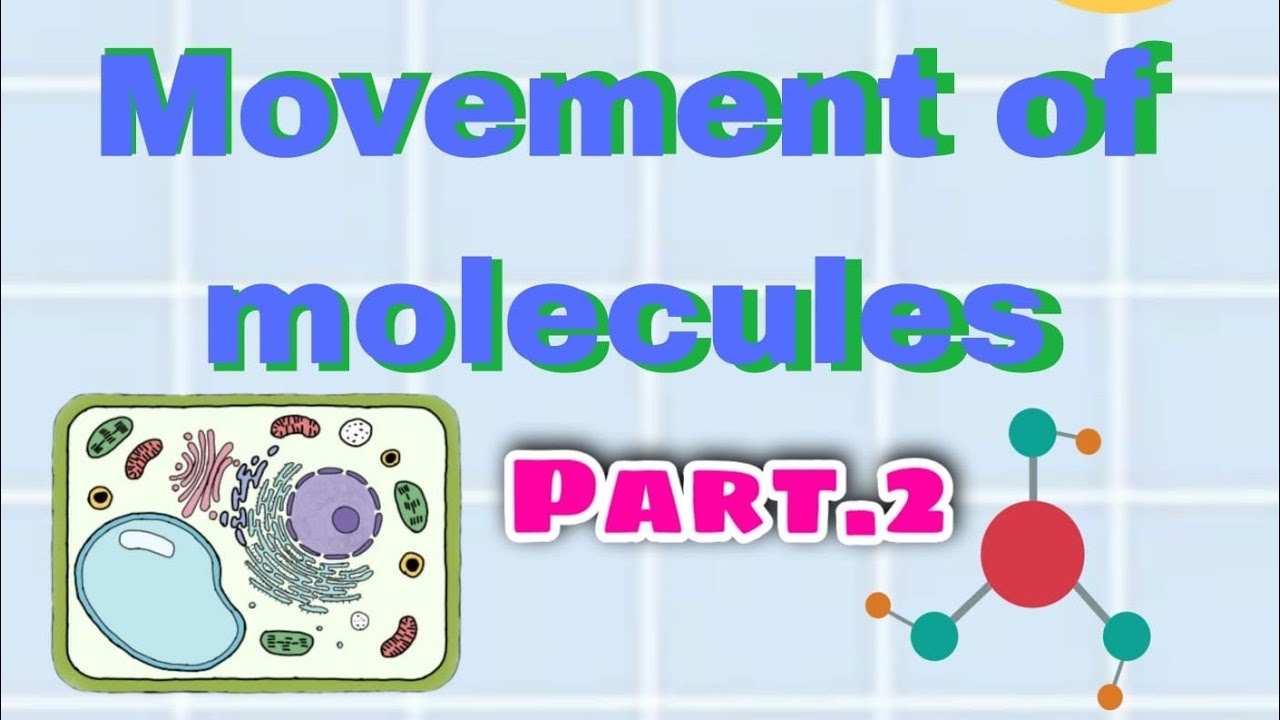 GCE (olevel) BIOLOGY chapter 2: movement of molecules pt:2 - YouTube