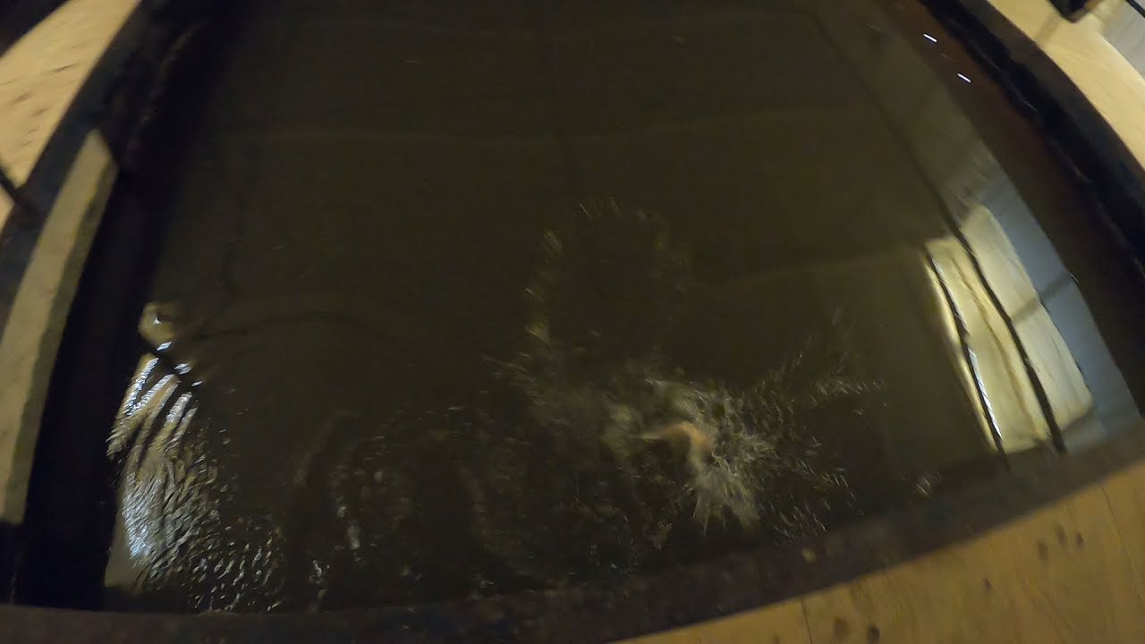 The Heated Dock Pays Off – Crappie Fishing at Its Best! - YouTube