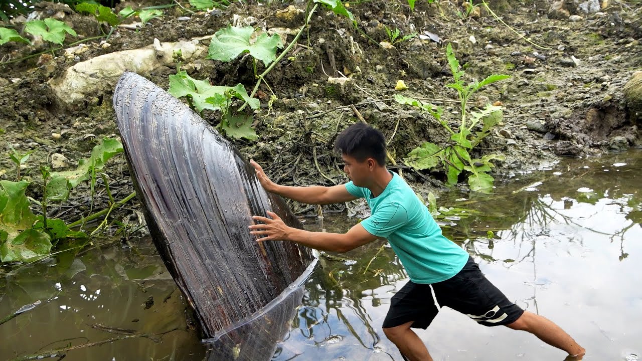 Hidden treasure in the shell, uncovering the mysterious connection between clams and pearl clams ...