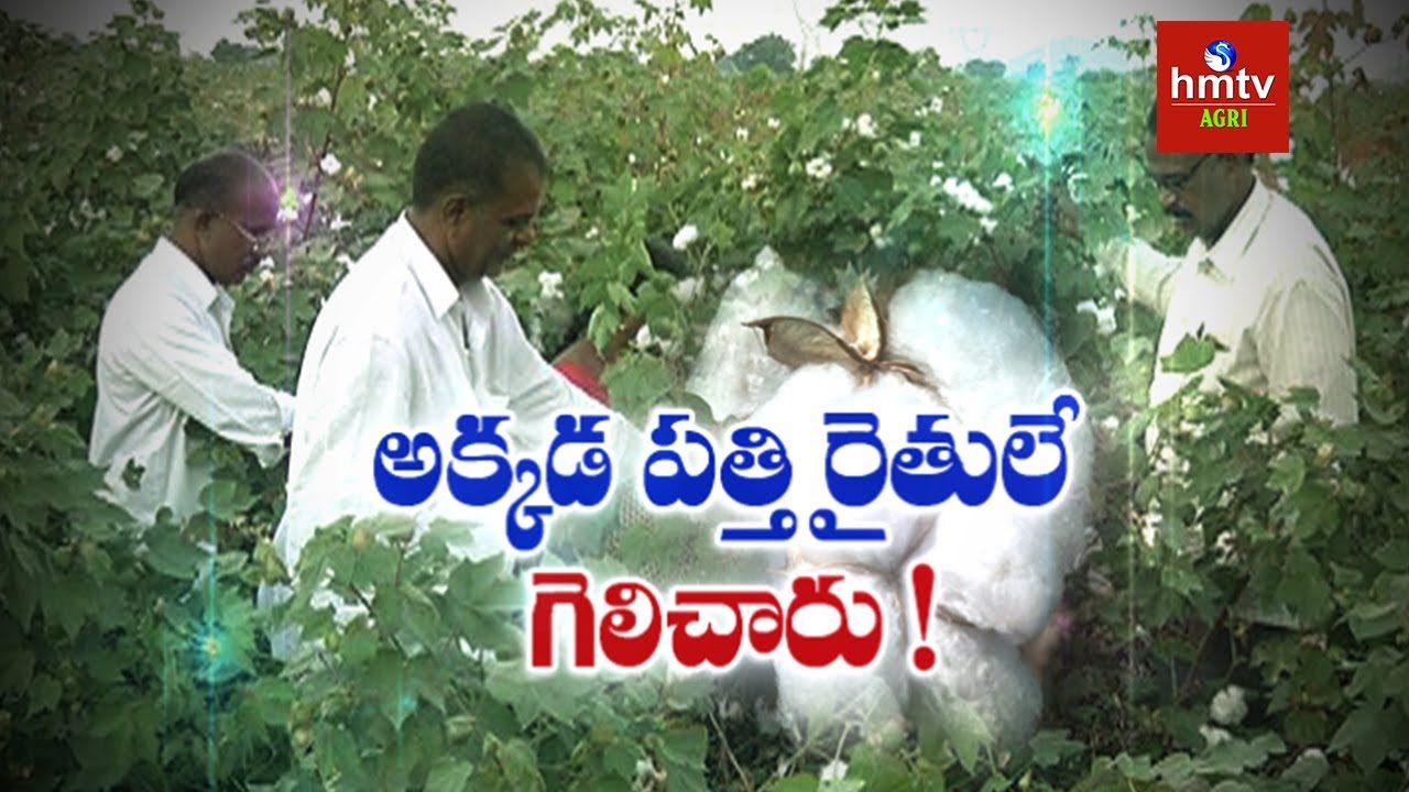 Raichur Cotton Farmers Success Story | SPLAT-PBW Gel | Pink Bollworm ...