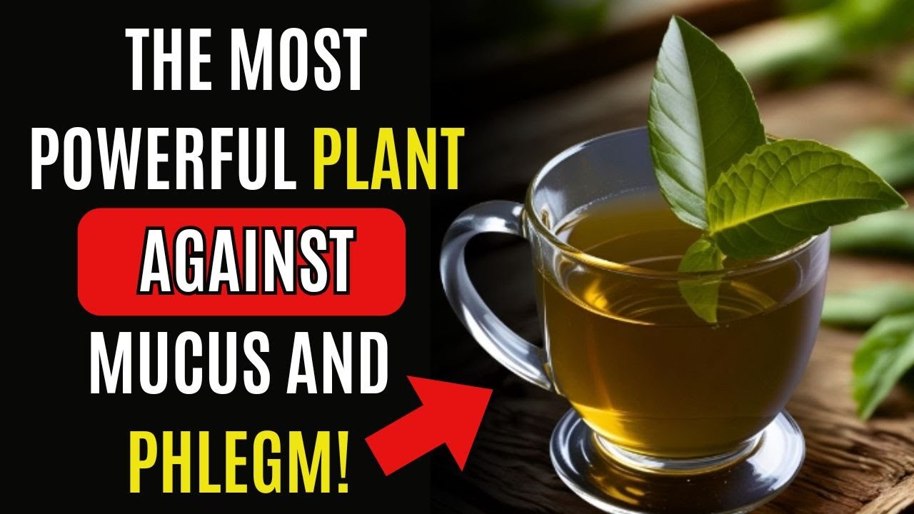The #1 Plant to REMOVE All PHLEGM and MUCUS from Your THROAT in Minutes ...