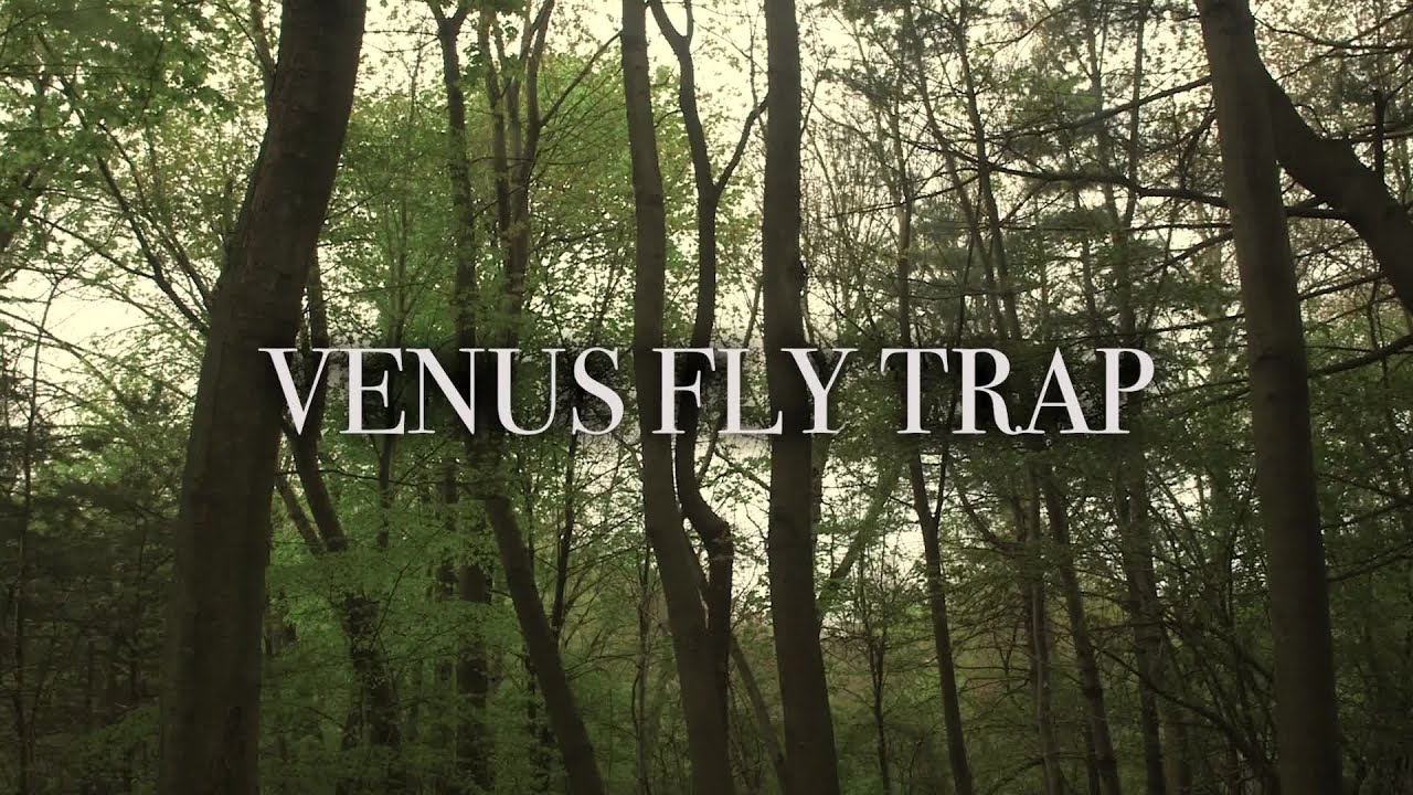 Shadows: Venus Fly Trap - YouTube