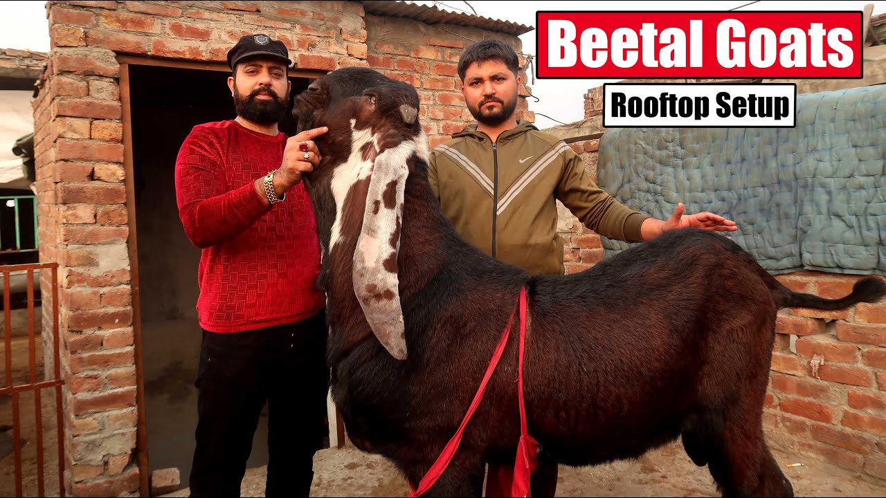 Beetal Breeder Buck & Milking Goats | Goats Rooftop Setup Lahore 2024 ...