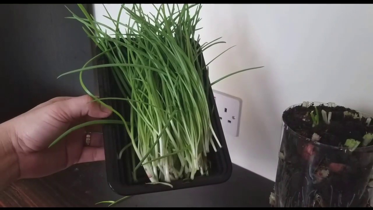 How to grow spring Onions at Home / Method for Grow Spring Onions in ...