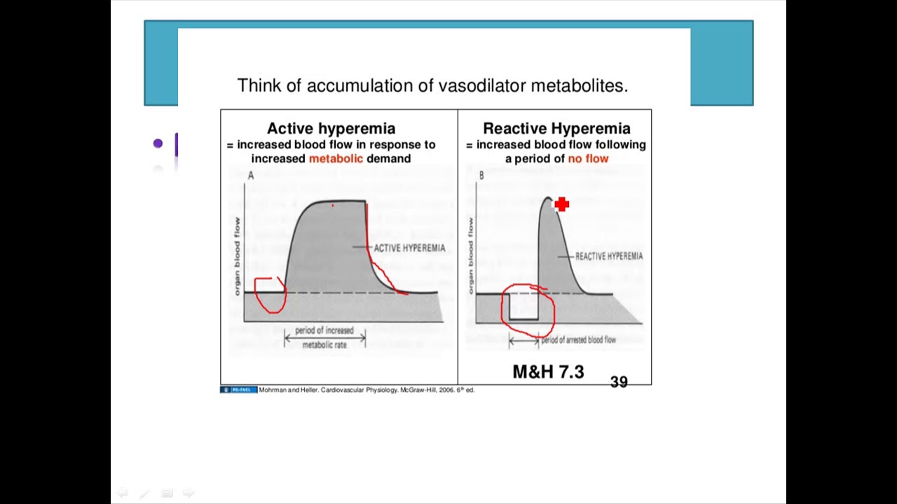 Regulation of Blood Flow Physiology - YouTube