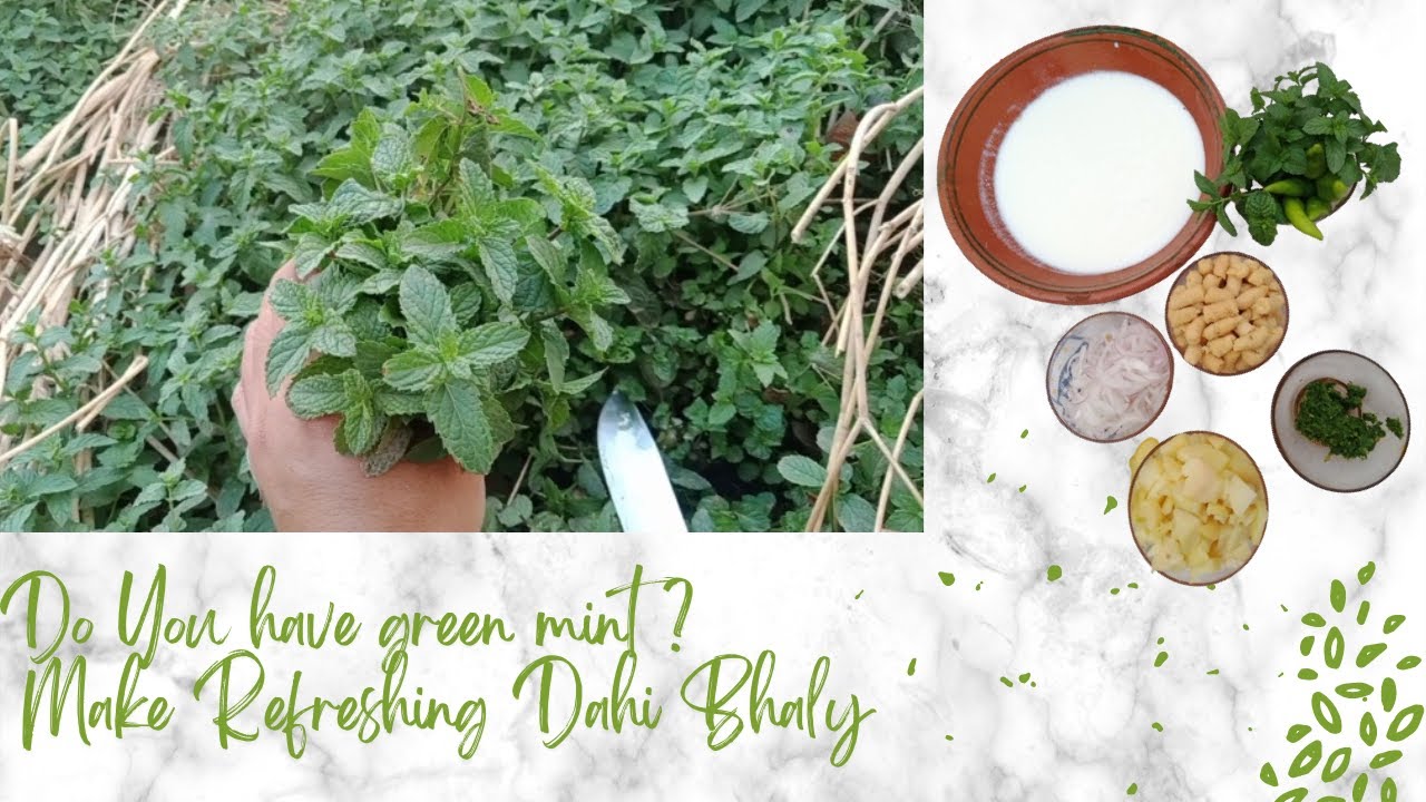 Do You Have Fresh Mint! Make These Refreshing Dahi Bhalay Recipe| Dahi ...