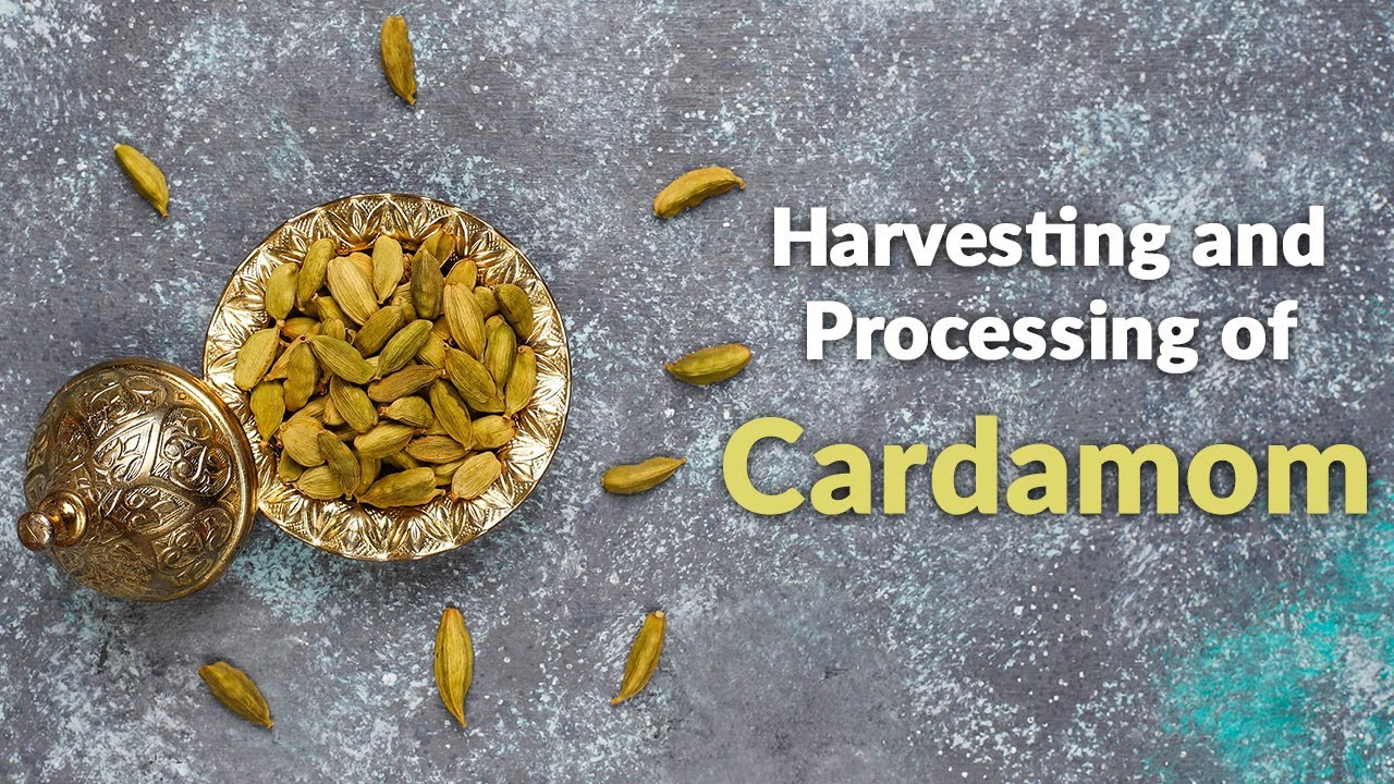 Harvesting & Processing of Cardamom | इलायची की कटाई और प्रसंस्करण ...