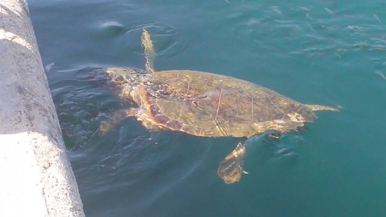 Turtles in Argostoli Kefalonia - YouTube