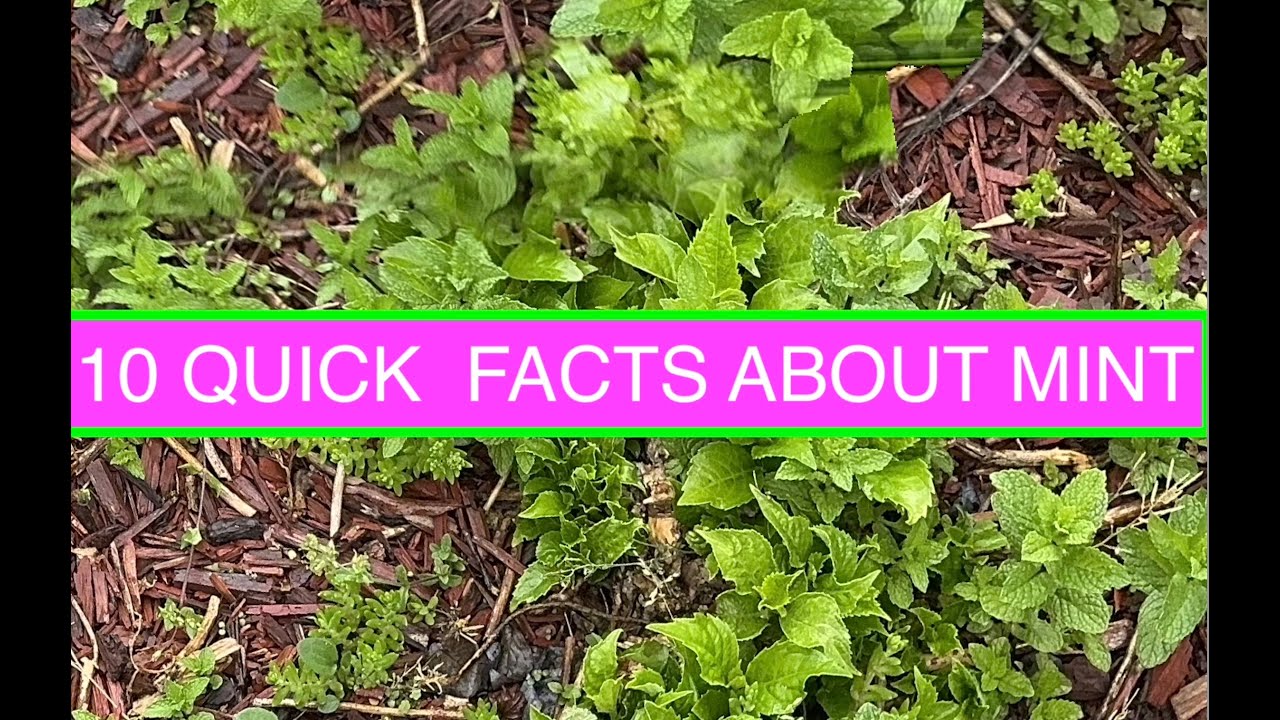 10 QUICK FACTS ABOUT MINT - YouTube